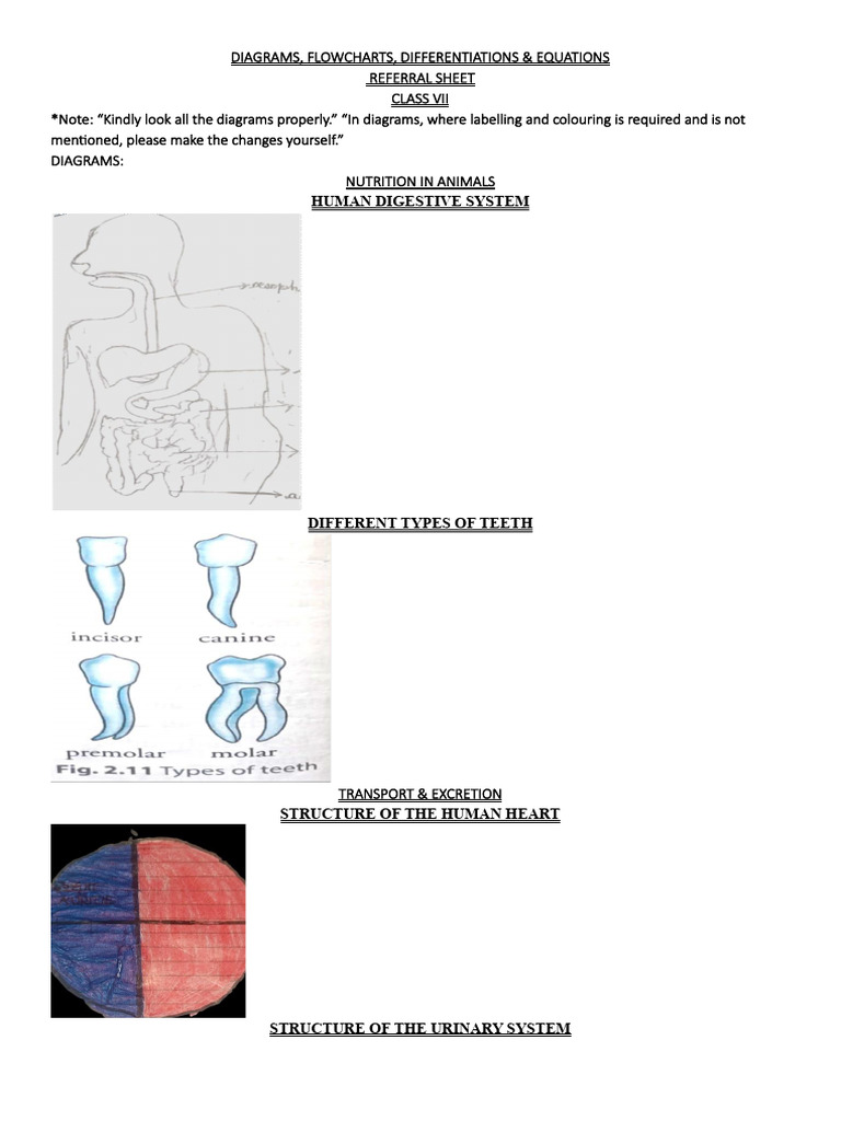 Referral Worksheet Class Vii | PDF | Vein | Artery