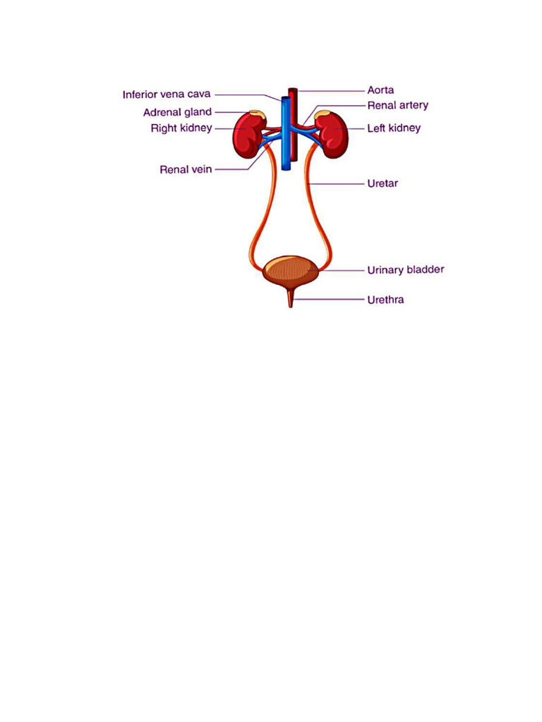 Human Excretory System Chart | PDF | Kidney | Human Body