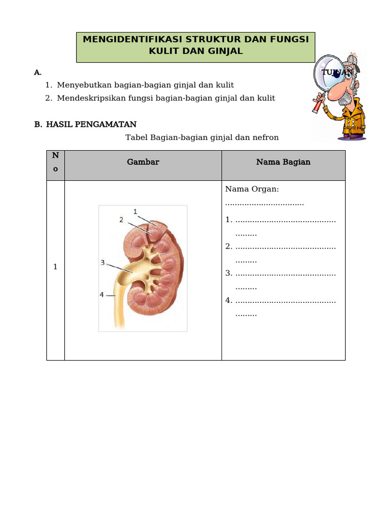LKPD Mengidentifikasi Struktur dan Fungsi Ginjal | PDF