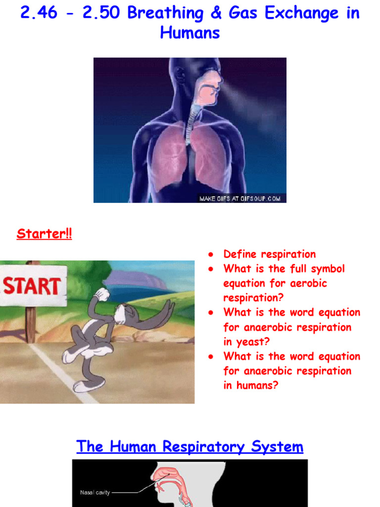 2.46 - 2.50 Breathing & Gas Exchange in Humans | PDF | Lung | Breathing