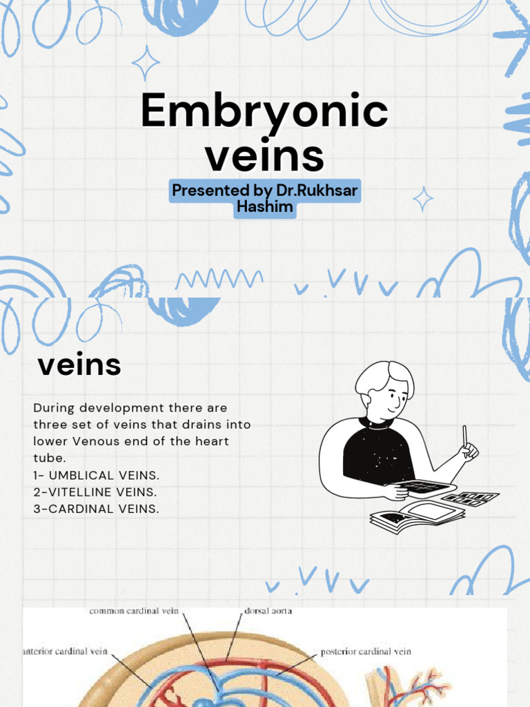 Embryonic Veins | PDF