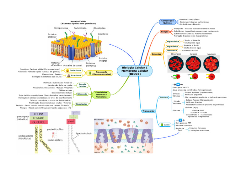 Biologia 05 - Capítulo 03 - Membrana Celular (BIO05) | PDF | Osmose | Célula (Biologia)