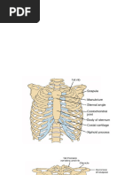 Costal Arch | PDF | Thorax | Thorax (Human Anatomy)