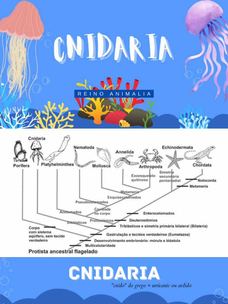 8 - Cnidaria | PDF