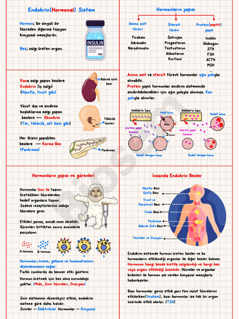 Endokrin Sistem Biosem | PDF