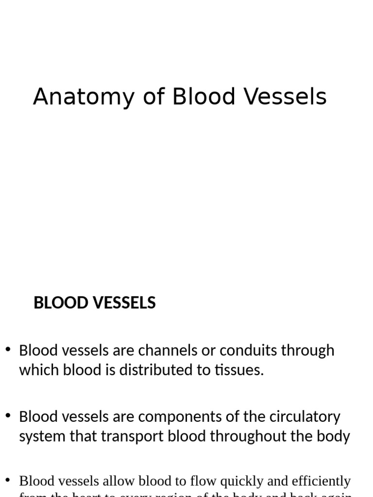 Anatomy of Blood Vessels | PDF | Vein | Artery