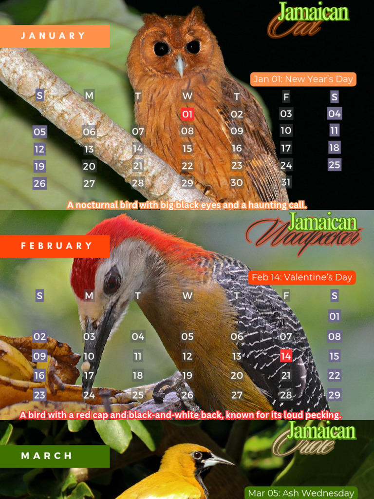 Bird Calendar 2025 PDF | PDF | Ornithology | Birds