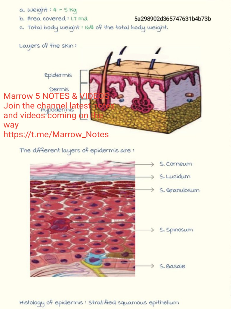 Dermatology @marrow Notes | PDF