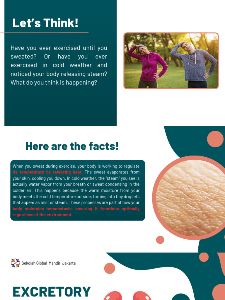 All About Excretory System | PDF | Liver | Kidney