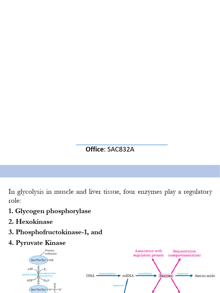 Lecture 9 BBT315 ArIm Regulatio CarMet 250213 | PDF | Glycogen | Glycolysis