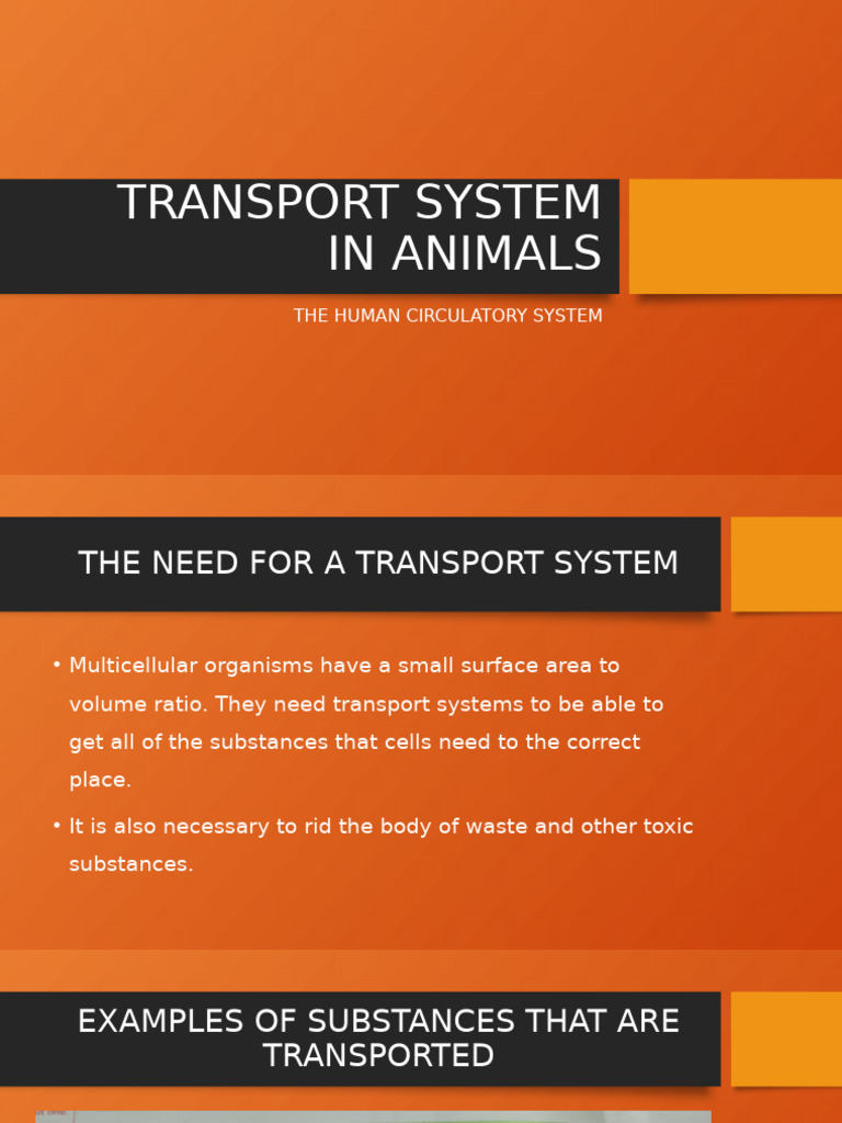 Transport System in Animals - Grade 11 Bio | PDF | Coagulation | Heart