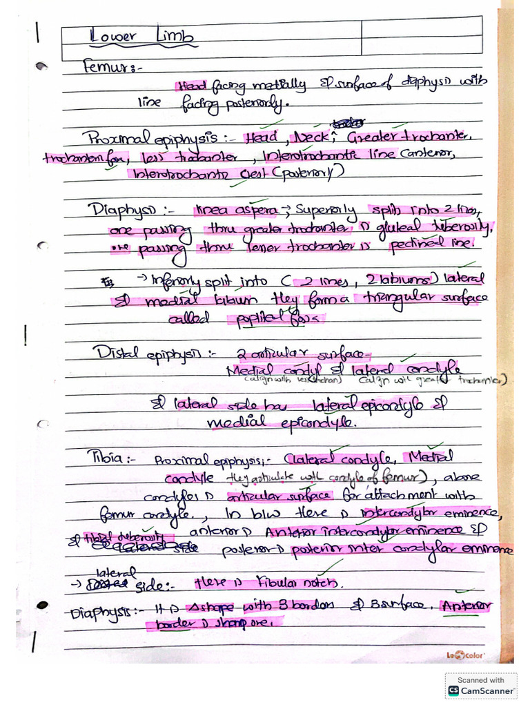 Lower Limb Sem 1 (Haya) | PDF
