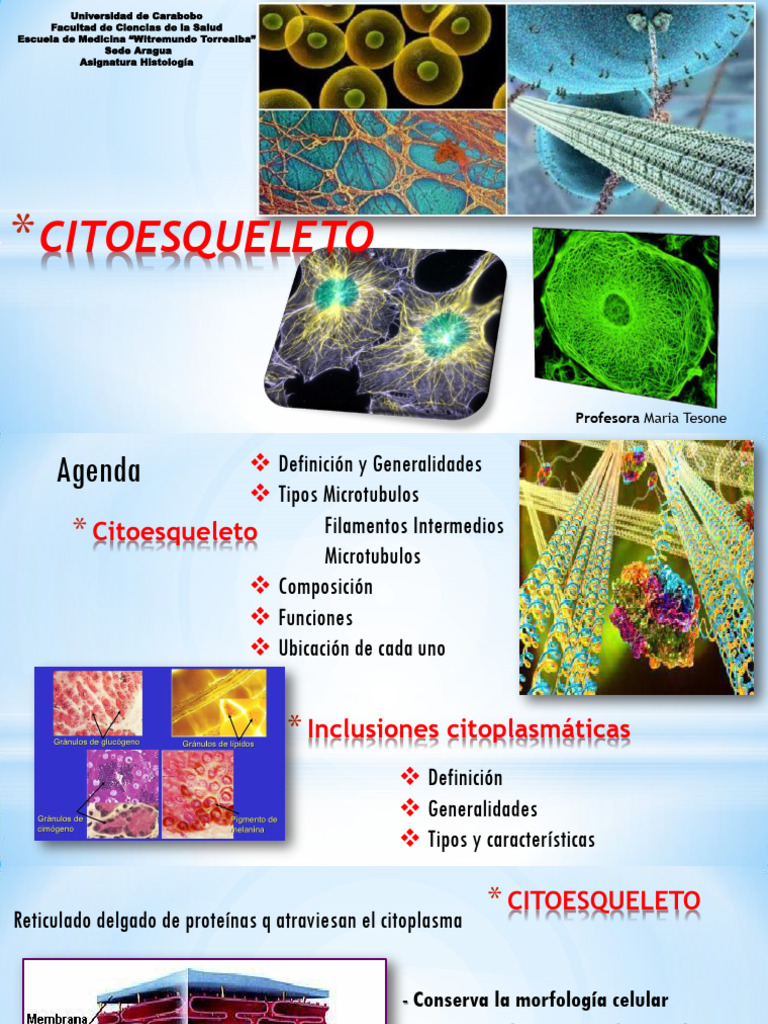 Clase Citoesqueleto 2021 | PDF | Microtúbulos | Actina