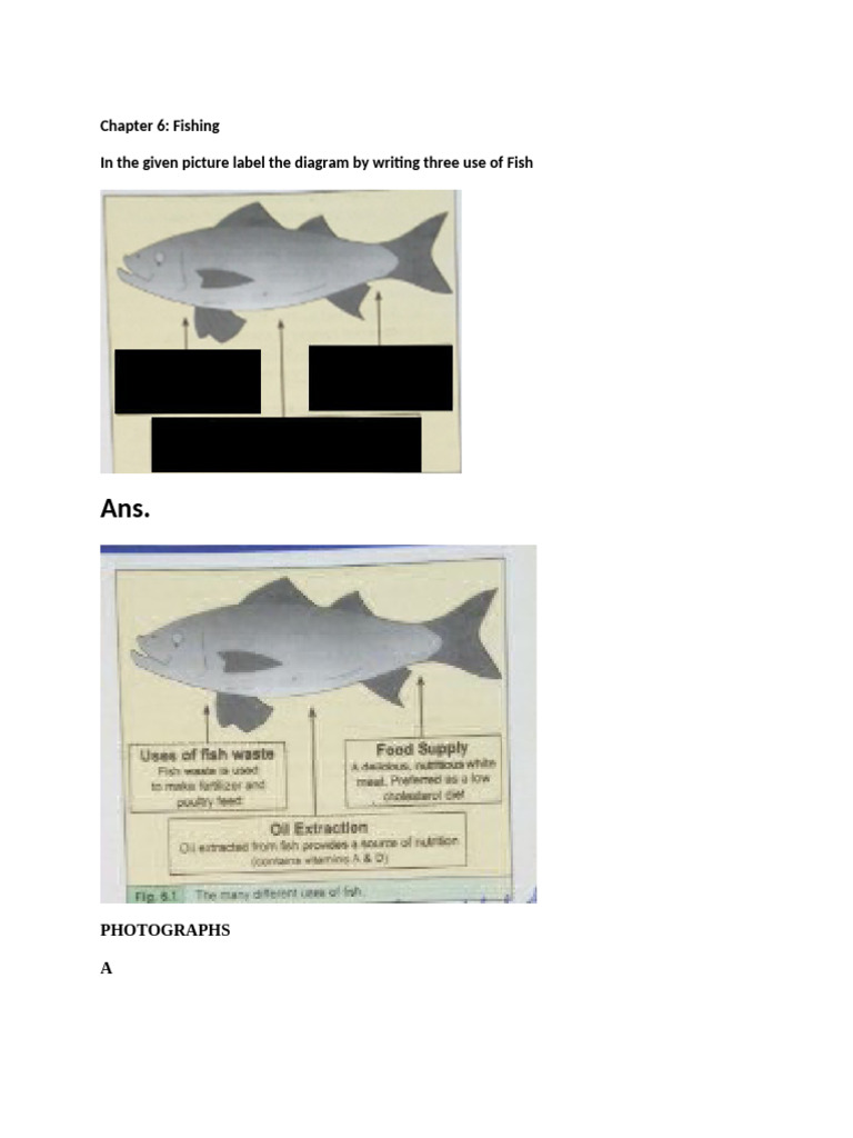 Fishing Worksheet | PDF