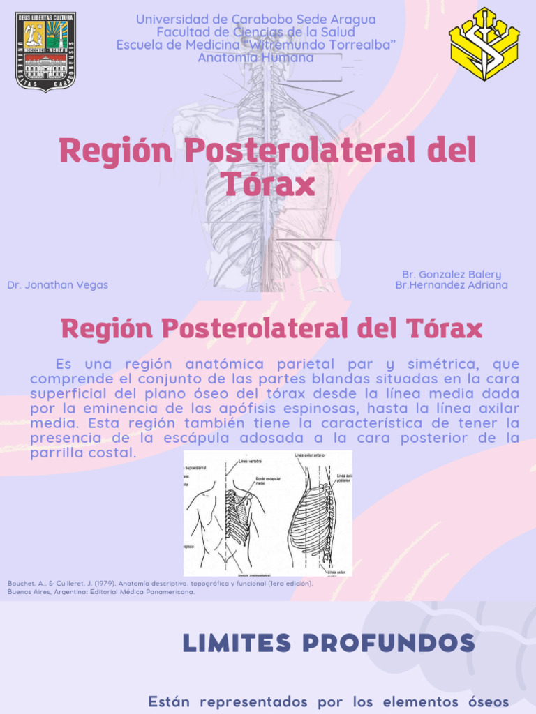 Región Posterolateral Del Tórax 20240529 022123 0000 | PDF | Tórax ...
