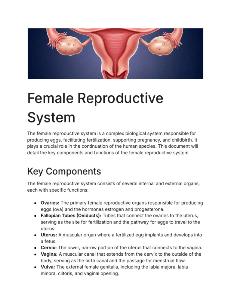 Overview of Female Reproductive Organs | PDF | Menstrual Cycle | Uterus