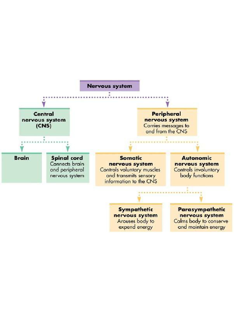 Classification of The Nervous System | PDF