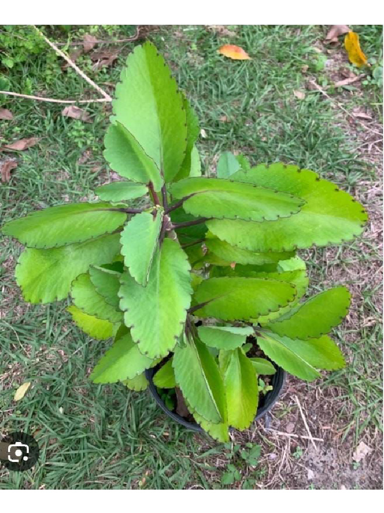 Image_to_PDF_20250521_052634 | PDF