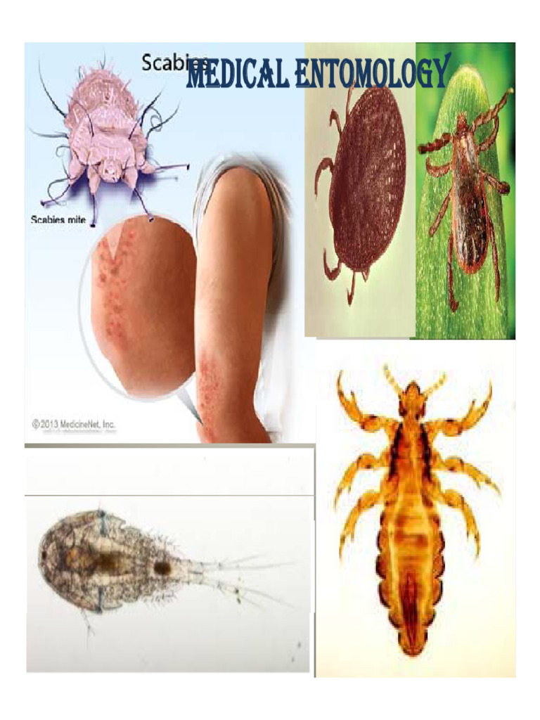 entamology second Lab | PDF