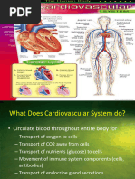 Cardiovascular System Powerpoint | PDF | Artery | Vein