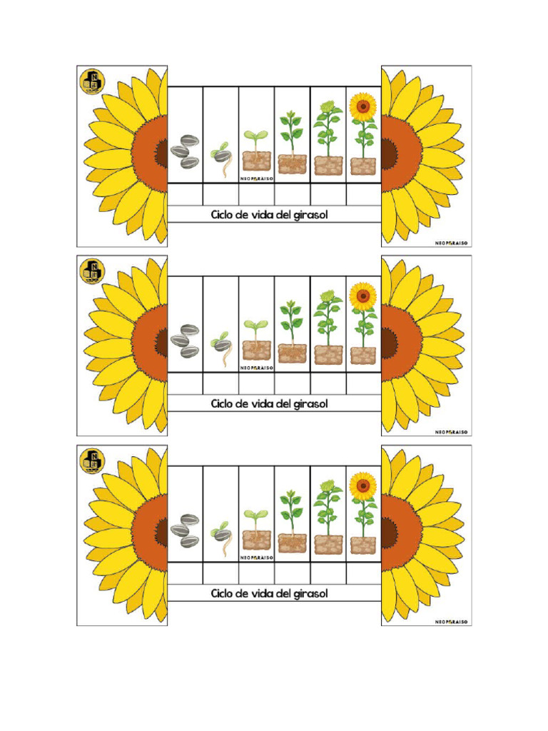 Ciclo Vida Girasol | PDF