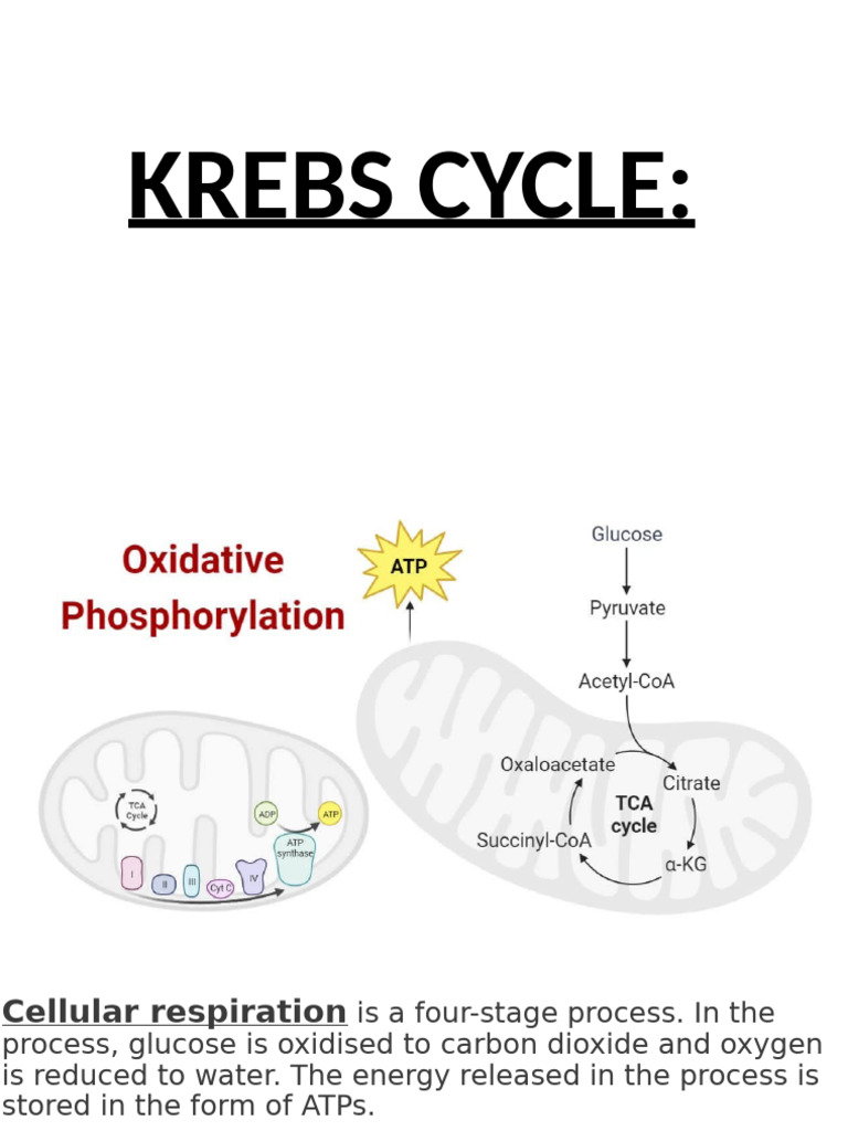Understanding the Krebs Cycle Process | PDF | Diet & Nutrition | Chemistry