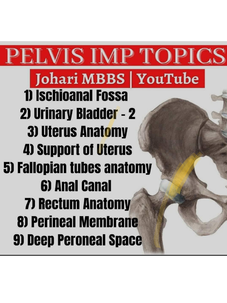 PELVIS ANATOMY l Johari MBBS | PDF
