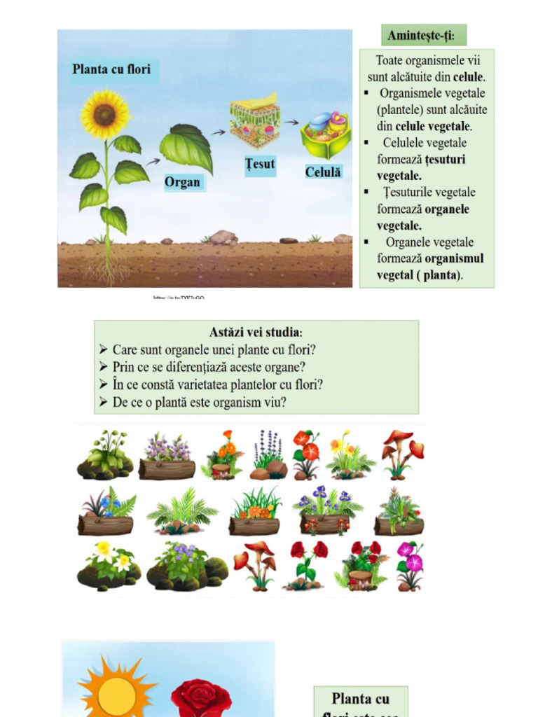 Structura Unei Plante Cu Flori - Copie | PDF