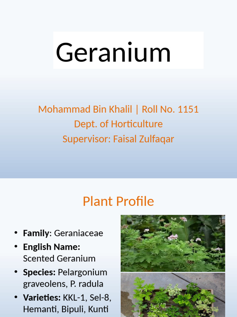 Geranium Presentation Mohammad Khalil | PDF
