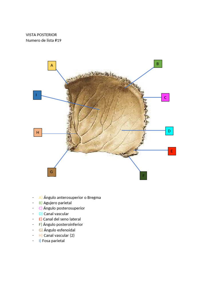 Vista Posterior Parietal | PDF