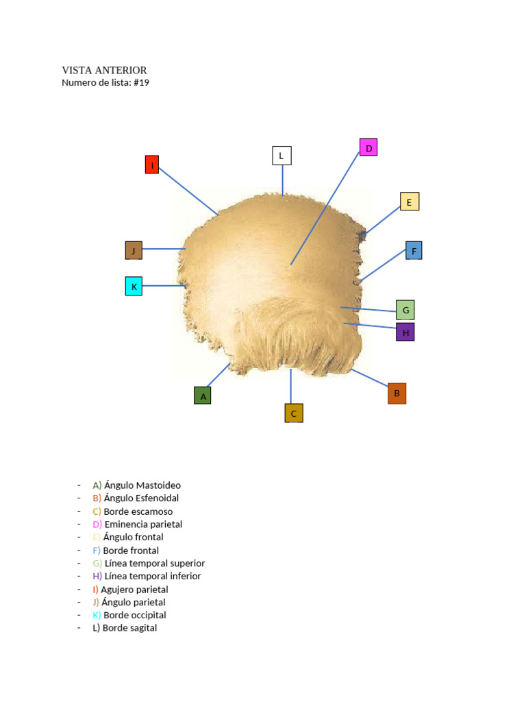 Vista Anterior Parietal | PDF