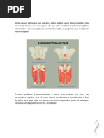 Anatomia e Neuralgia do Nervo Pudendo | PDF | Clitóris | Nervo