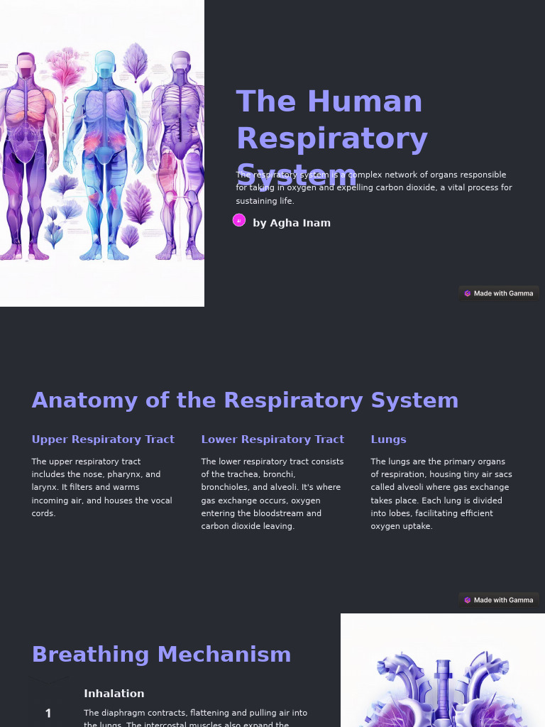The-Human-Respiratory-System | PDF | Respiratory System | Lung