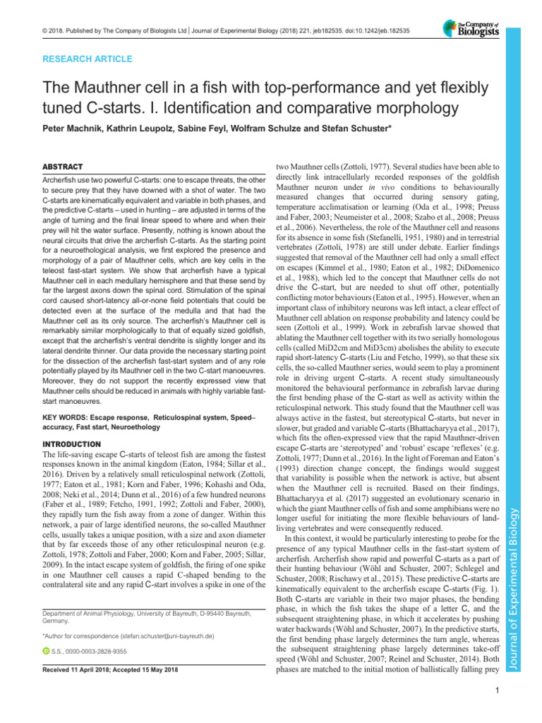 Mauthner Cells | PDF | Neuron