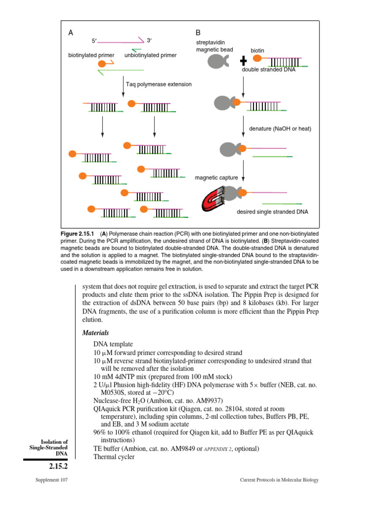 Isolation of Single-Stranded DNA-2 | PDF | Polymerase Chain Reaction ...
