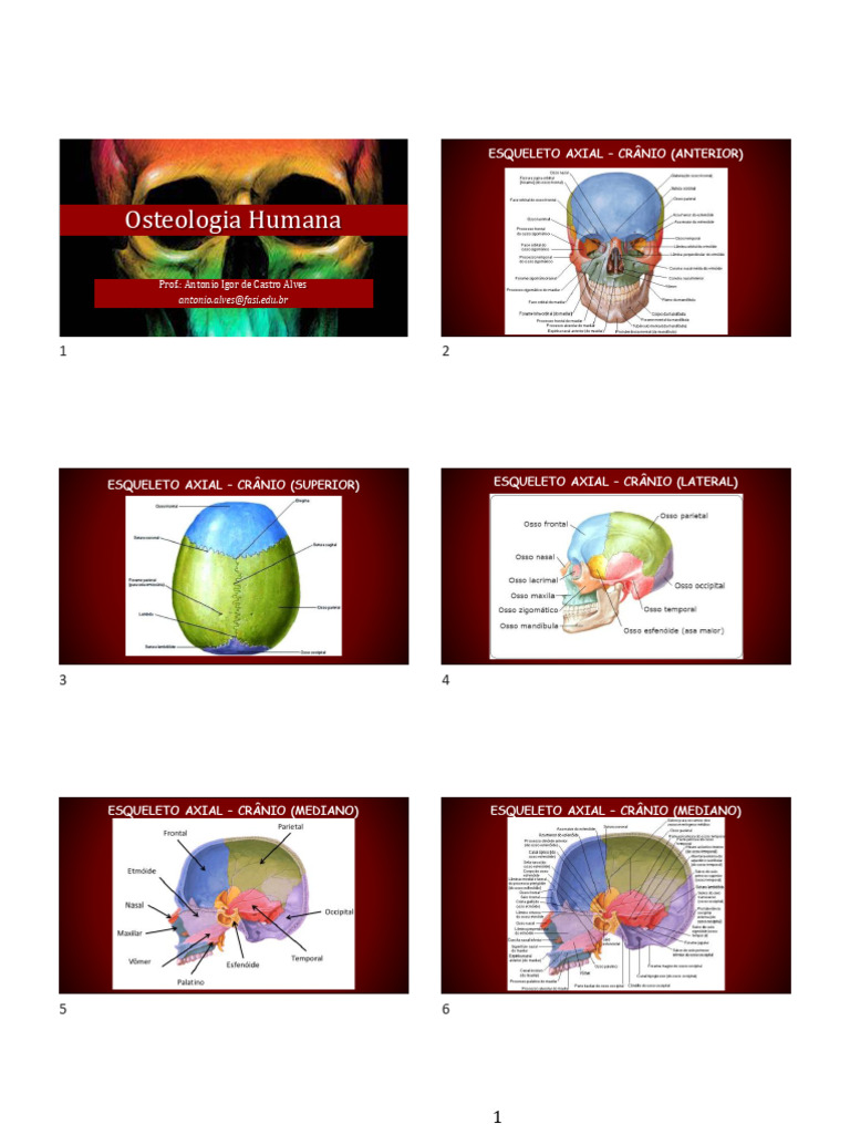 Osteologia Humana: Estruturas Esqueléticas | PDF