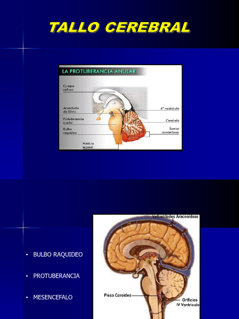 Estructura y Funciones del Tallo Cerebral | PDF | Neurociencia ...