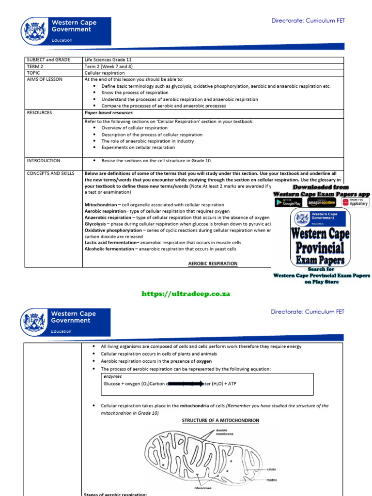 Grade 11 Life Sciences Lesson 3 Week 7 and 8 | PDF | Cellular ...