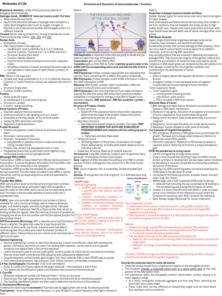 Copy of Molecules of Life | PDF | Dna | Rna