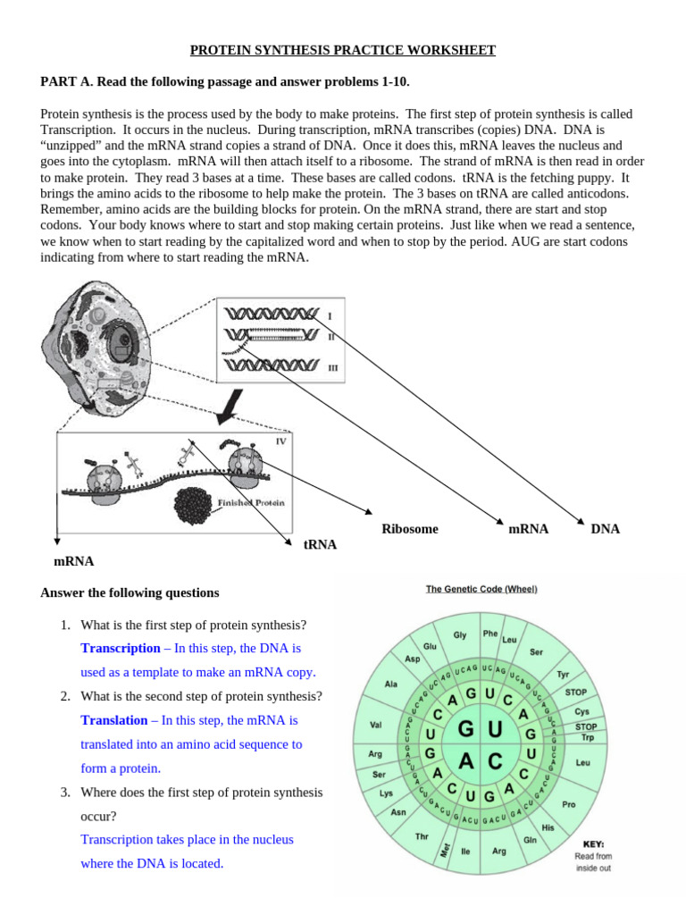 تمارين تركيب البروتين | PDF | Translation (Biology) | Messenger Rna