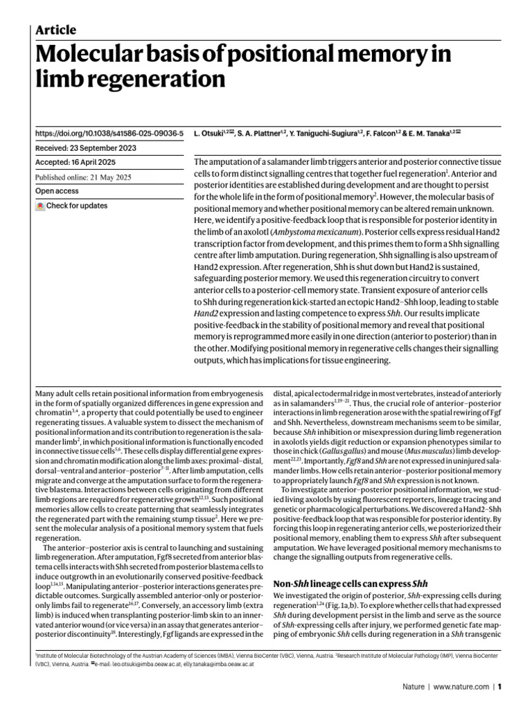Molecular basis of positional memory in limb regeneration | PDF ...