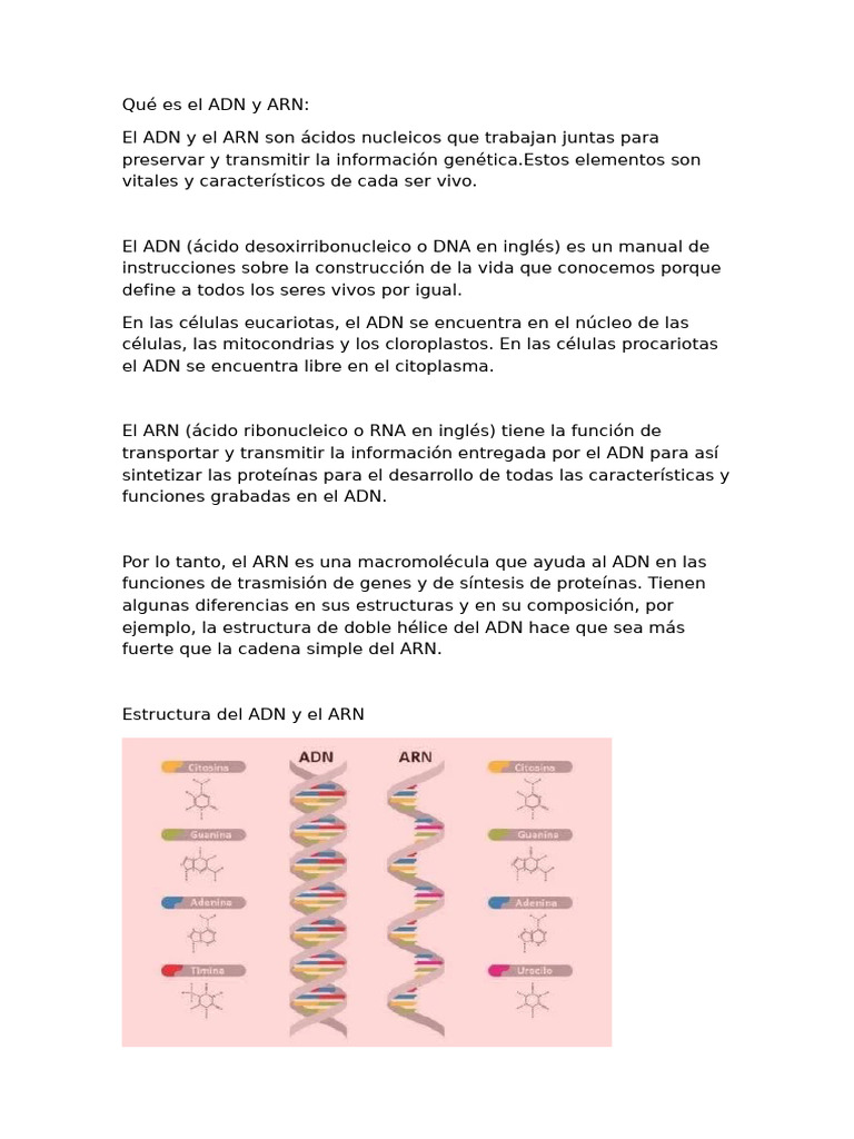 Adn y Arn | PDF | Rna | Adn