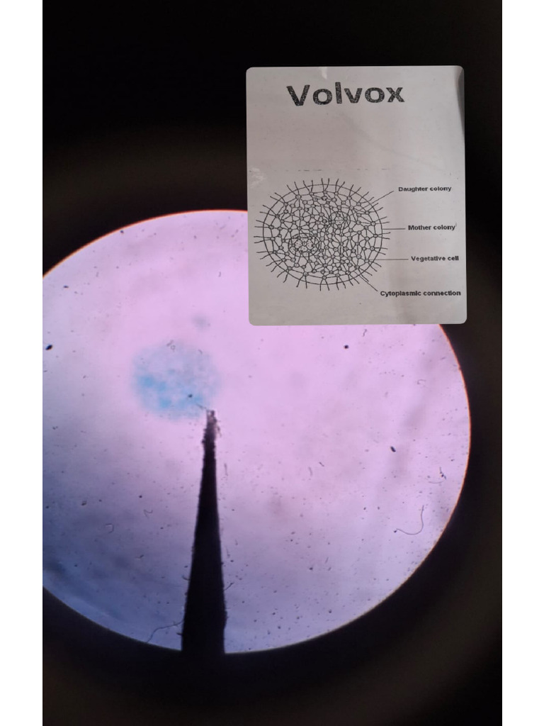 Final Practical Bot | PDF