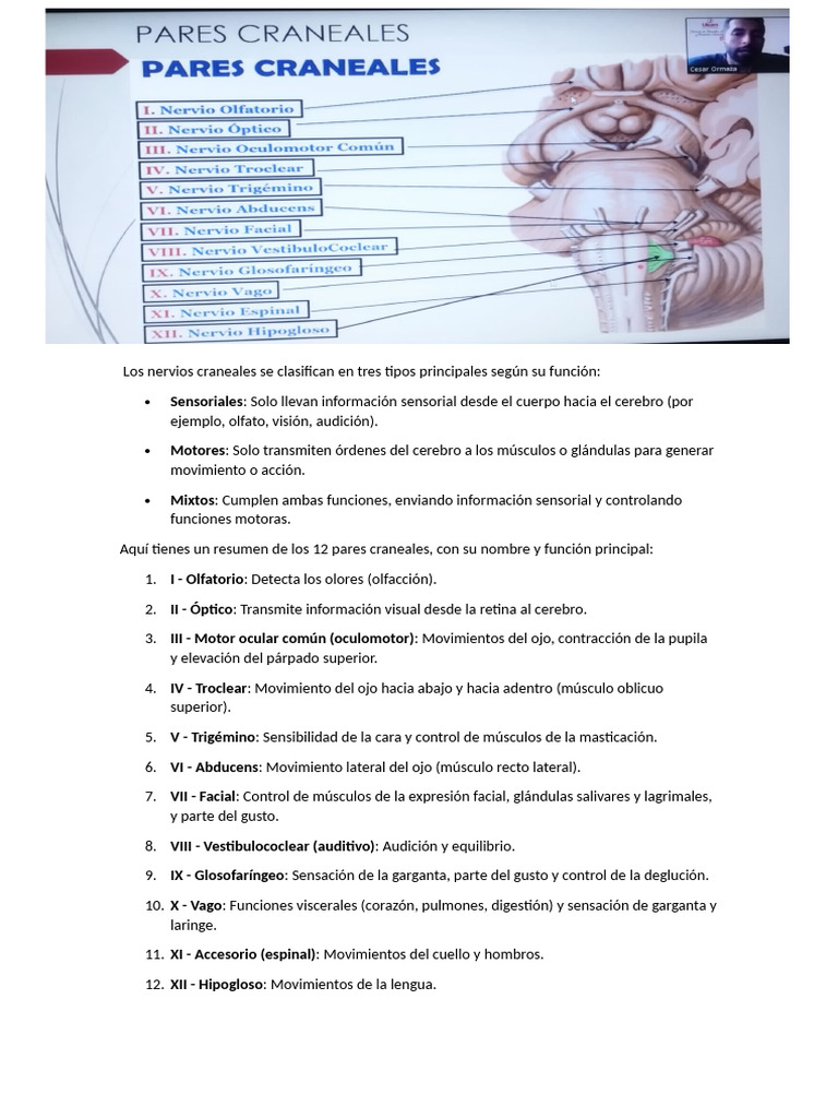 Los Nervios Craneales Se Clasifican en Tres Tipos Principales Según Su ...