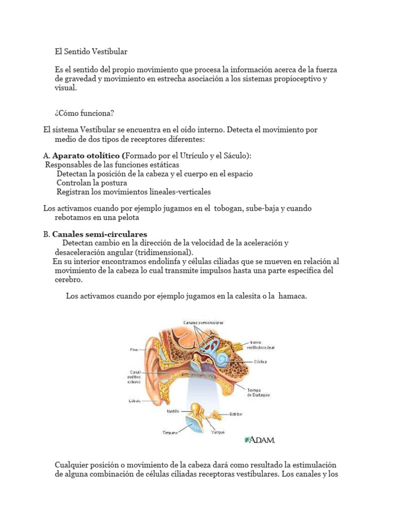 Funciones del Sentido Vestibular | PDF