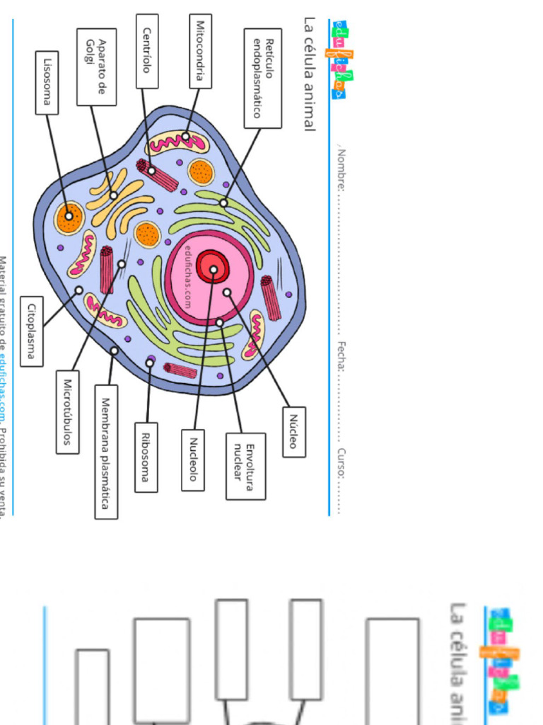 La Celula Animal Pdf