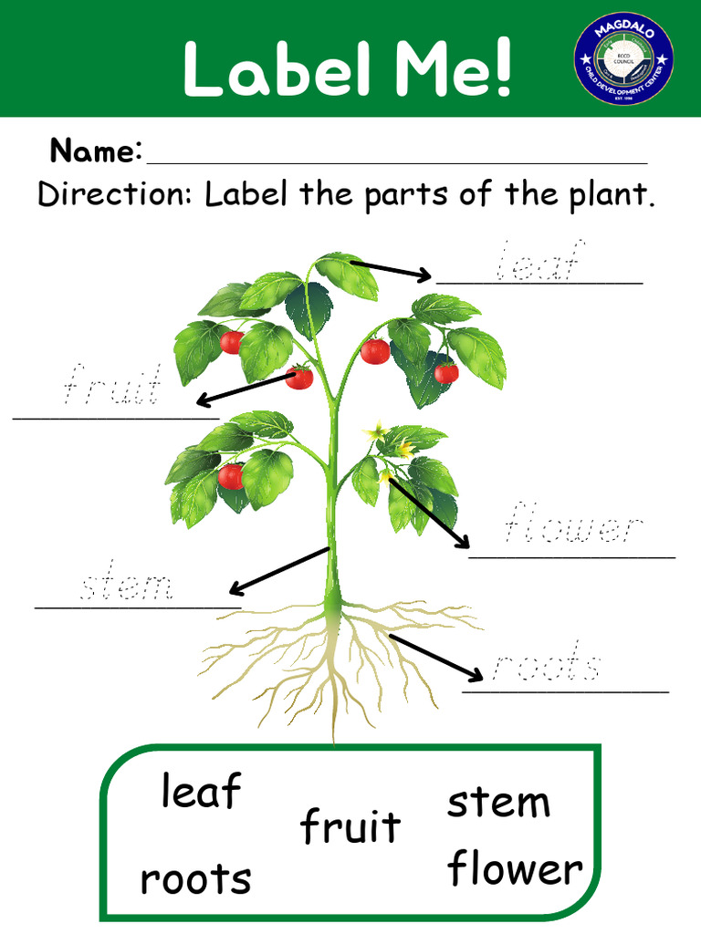 Green Illustrative Plant Parts Science Worksheet | PDF