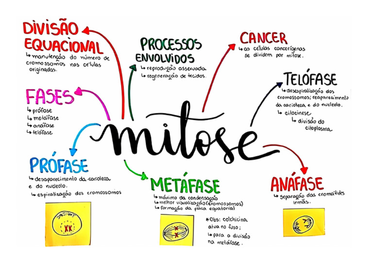 Mitose | PDF