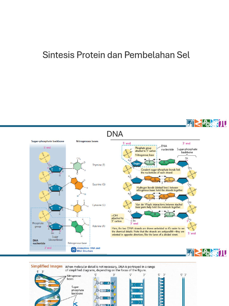 Sintesis Protein Dan Pembelahan Sel | PDF