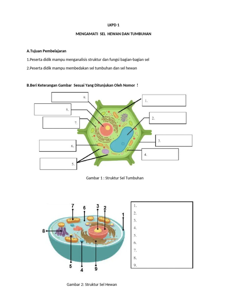 LKPD Sel Dan Perkembangannya | PDF